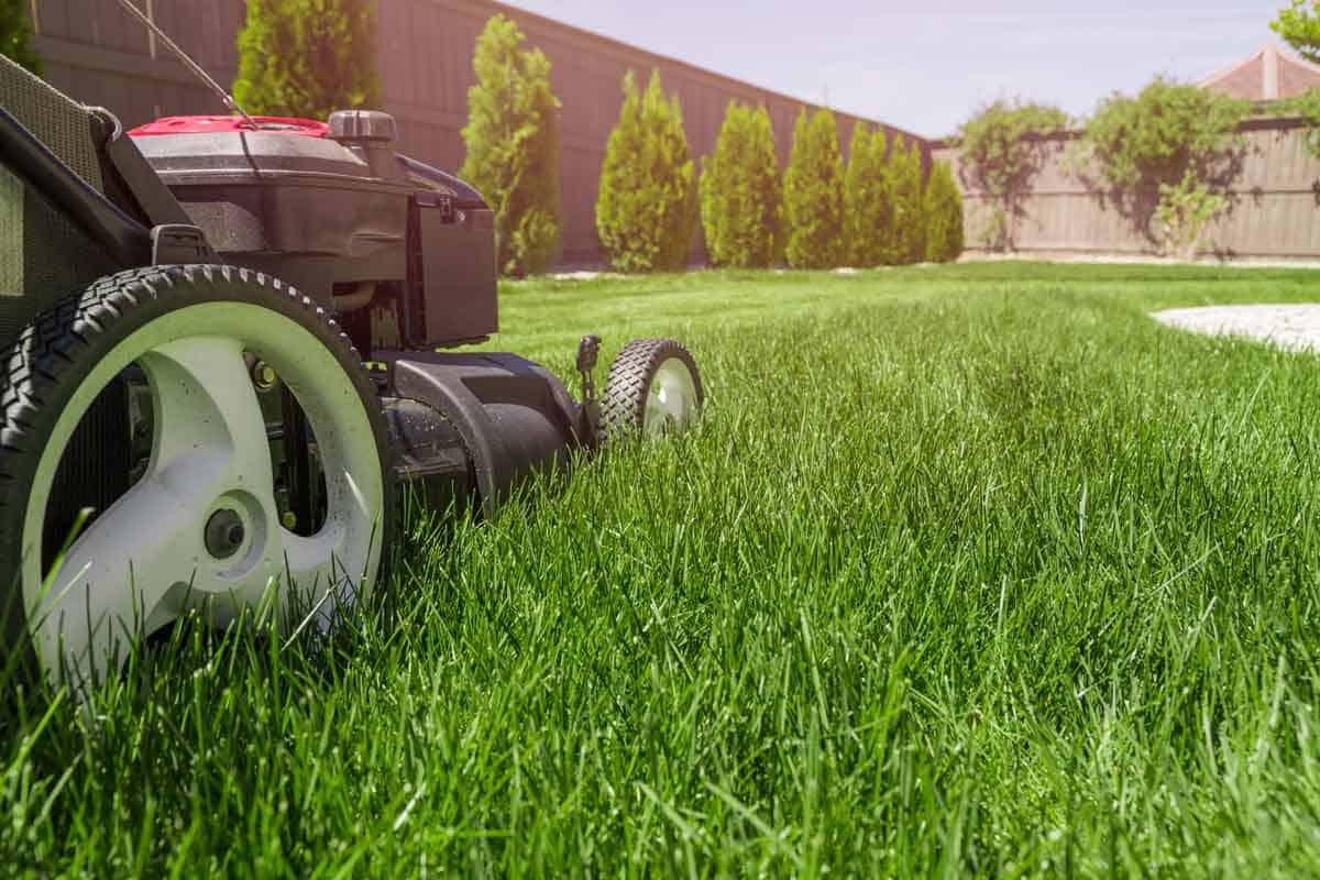 Starting a Lawn Care Business - Lawn Growth