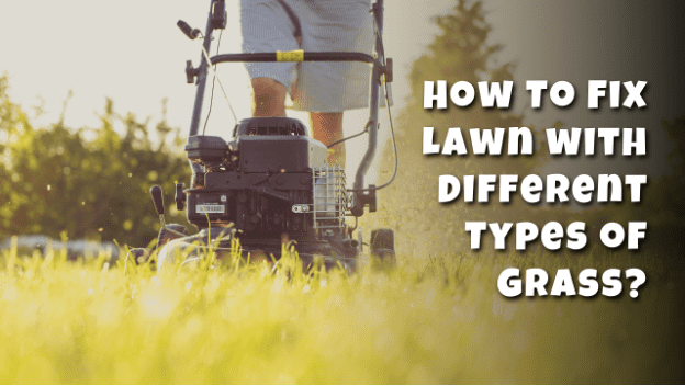 How To Fix Lawn with Different Types of Grass? - Lawn Growth