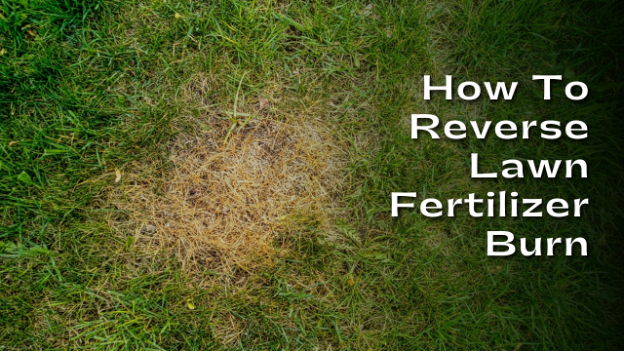 How To Reverse Lawn Fertilizer Burn? - Lawn Growth