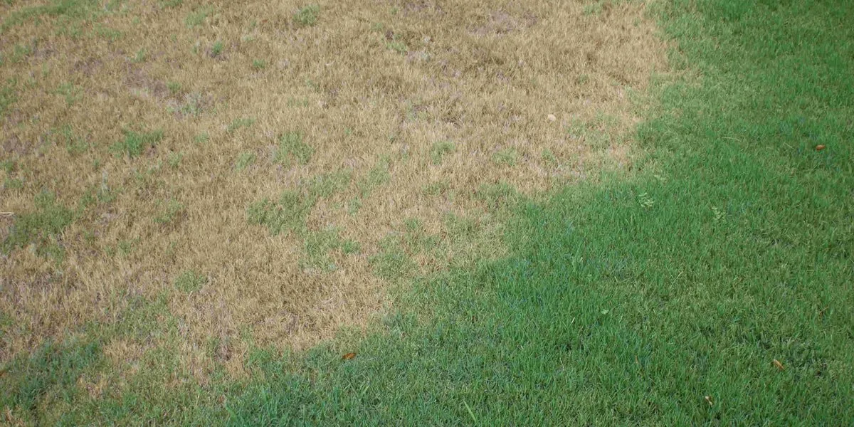 5 Spring Lawn Care Mistakes That Can Ruin Your Yard (And How to Avoid ...